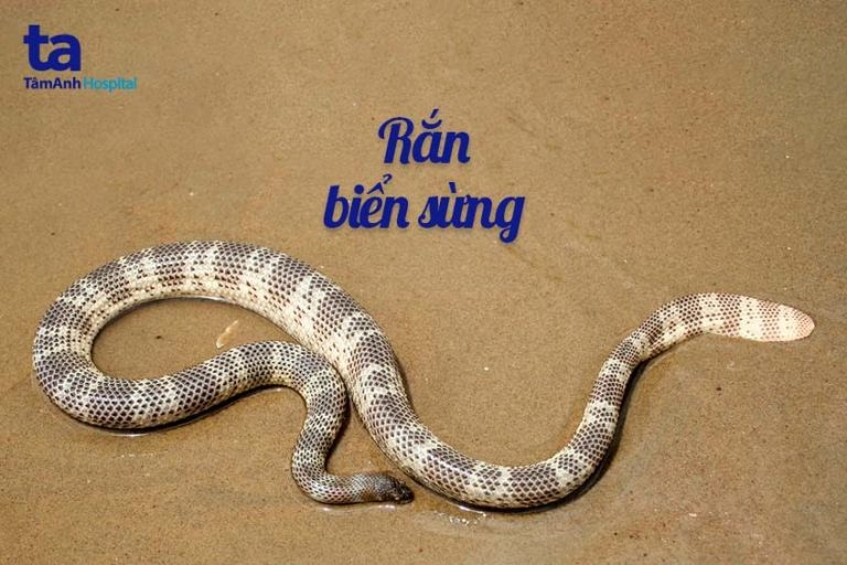 10 loài rắn độc nhất Việt Nam và cách nhận biết chúng