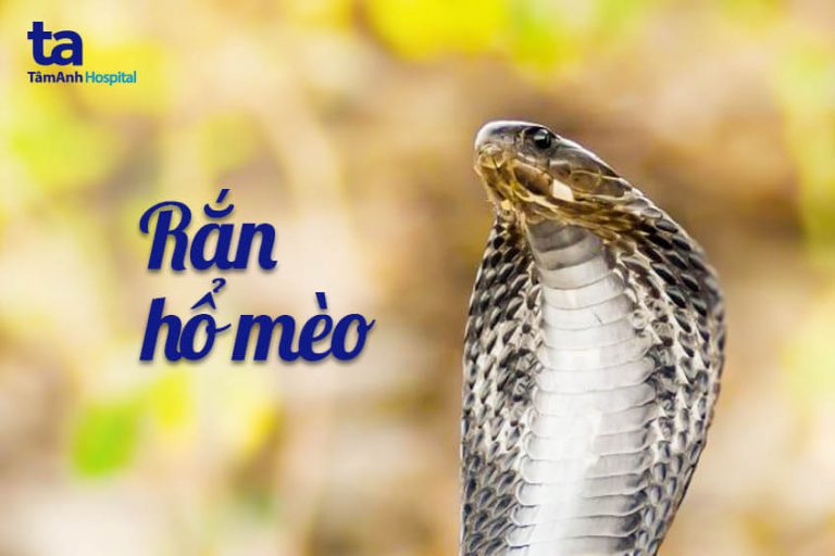 10 LOÀI RẮN ĐỘC NHẤT VIỆT NAM VÀ CÁCH NHẬN BIẾT CHÚNG