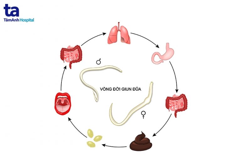 Giun đũa là gì? Đặc điểm cấu tạo, chu kỳ phát triển ra sao?