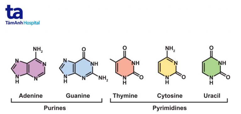 Purine là gì? Mối liên hệ với bệnh gút và cách kiểm soát