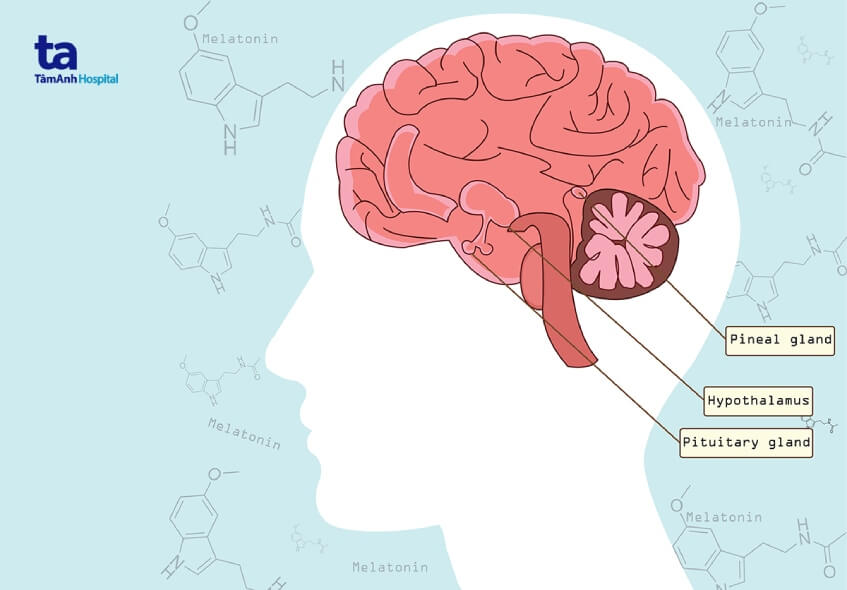 Tuyến tùng là gì? Vị trí, chức năng và các bệnh lý liên quan