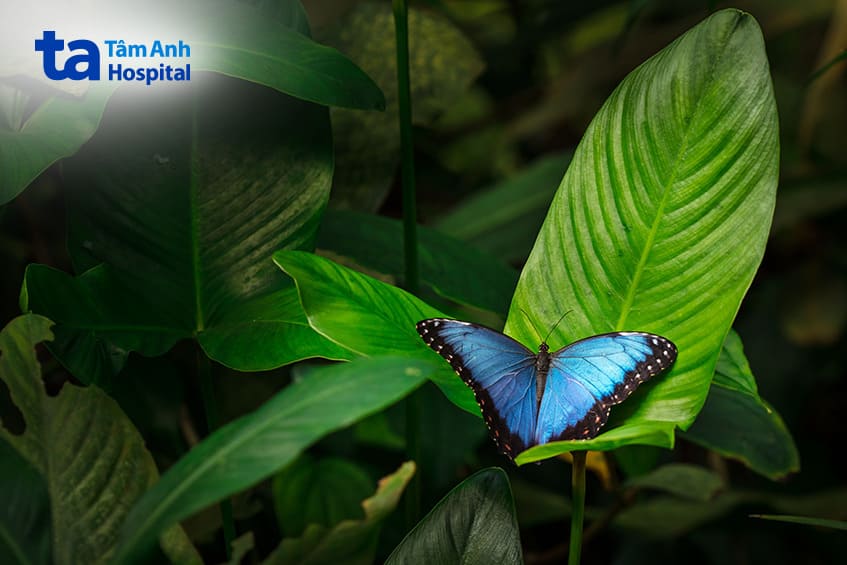 Viêm kết mạc mùa xuân: Nguyên nhân, triệu chứng và phòng ngừa