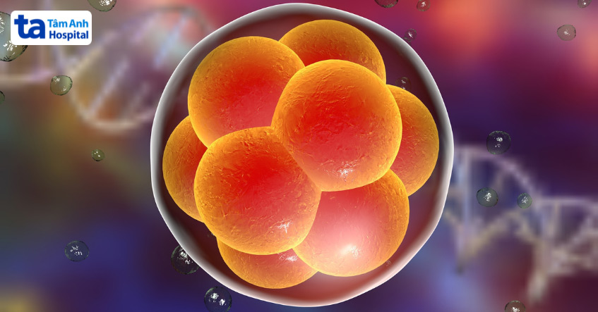 Phôi loại 1 là gì? Có tốt không? Tỷ lệ đậu thai bao nhiêu?