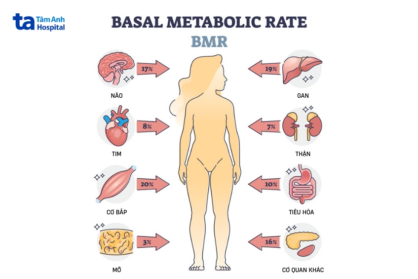 Cách tính calo giảm cân cho nam và nữ hiệu quả cao và an toàn