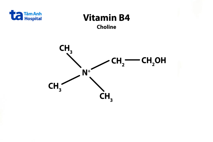 Vitamin B là gì? Phân loại, tác dụng, liều dùng và bổ sung