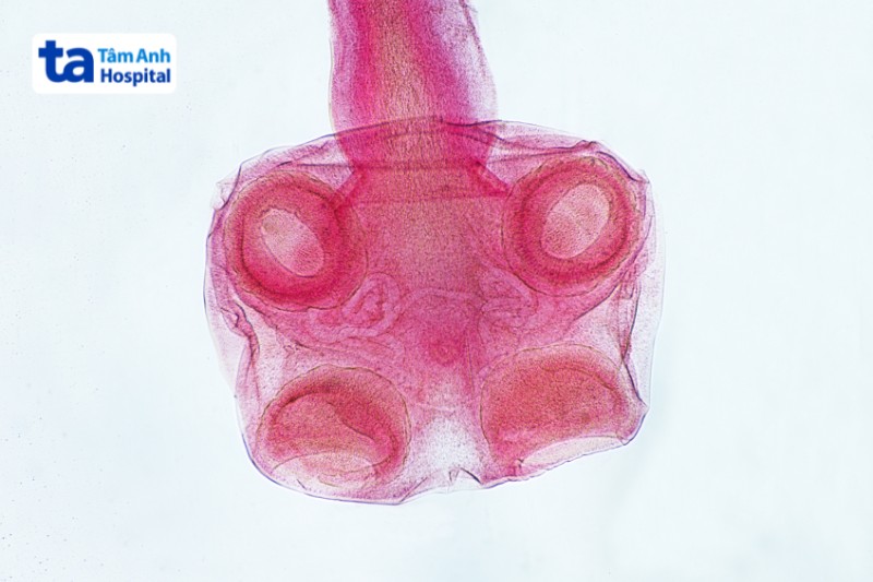 Thông tin về sán dây bò qua hình ảnh và vòng đời