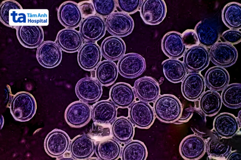 Thông tin về sán dây bò qua hình ảnh và vòng đời